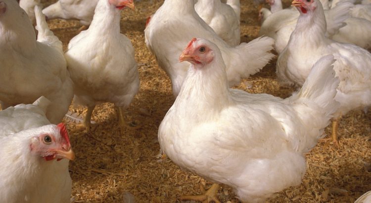 5 Tips for a Rewarding Broiler Production | NPC Online